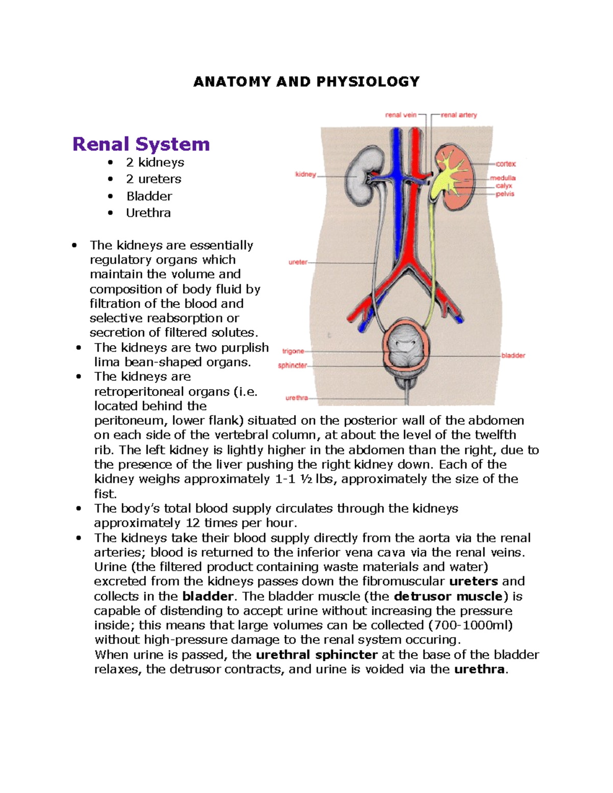 92693186 Anatomy and Physiology final - ANATOMY AND PHYSIOLOGY Renal ...