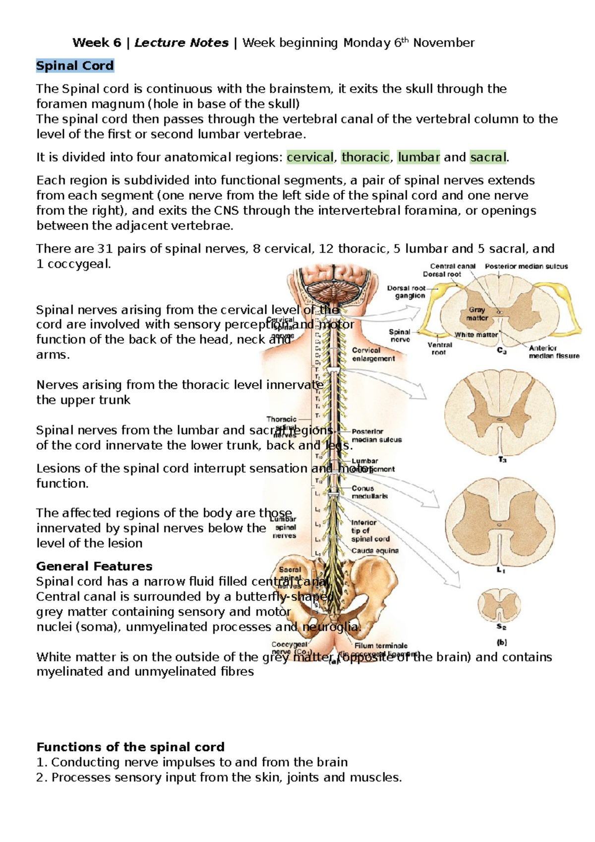 Spinal Cord and CNS - Week 6 | Lecture Notes | Week beginning Monday ...