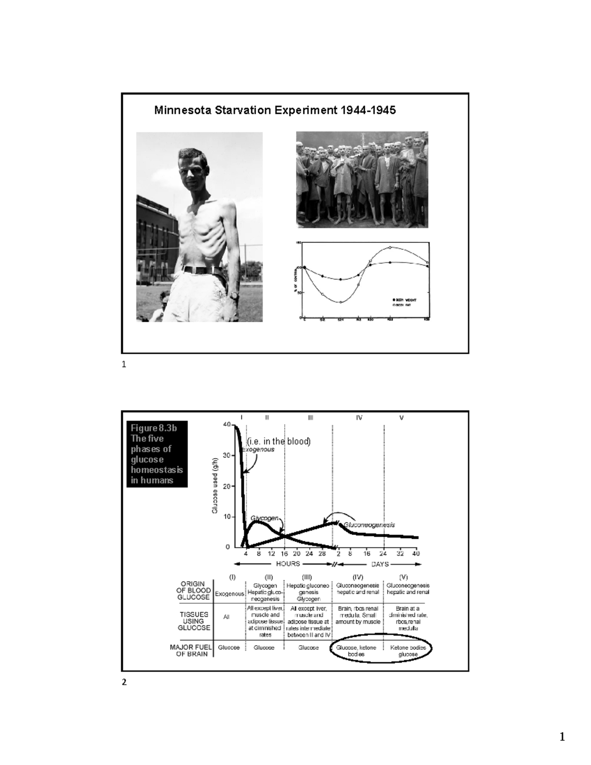 Biochem Lecture 12 2023 Starvation and Exercise -Student version ...