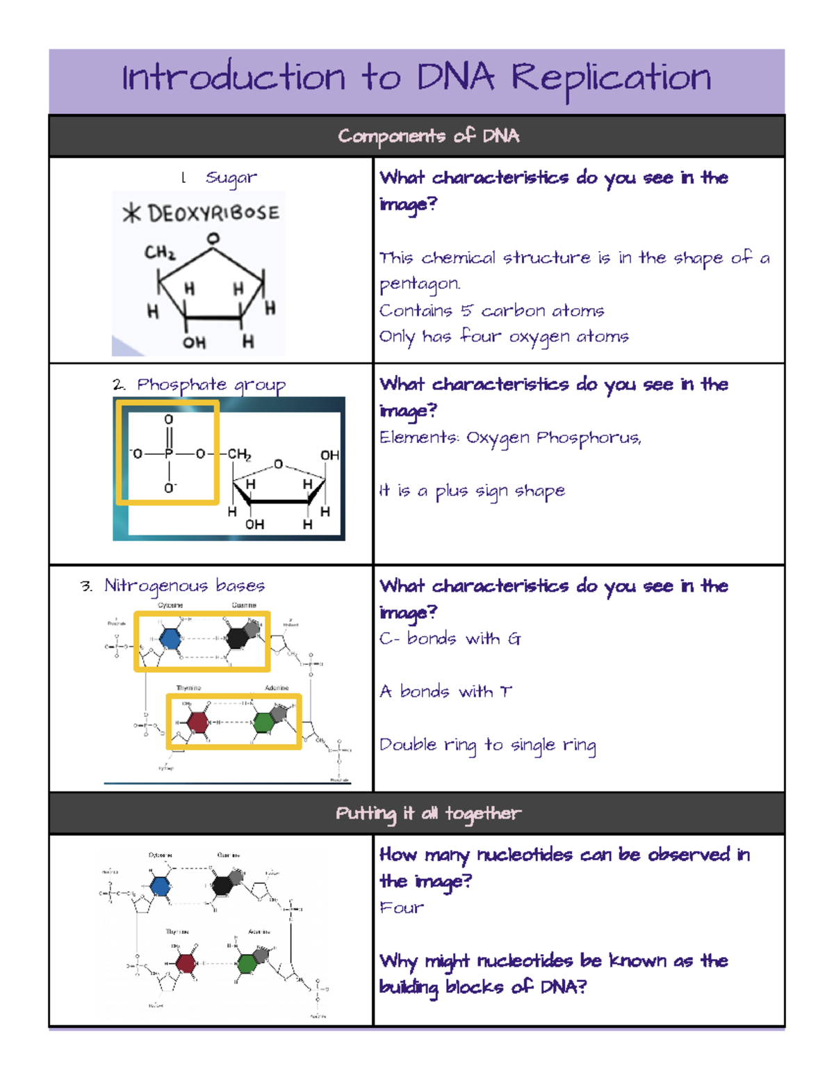 DNA Replication Student Sheet - Introduction to DNA Replication ...