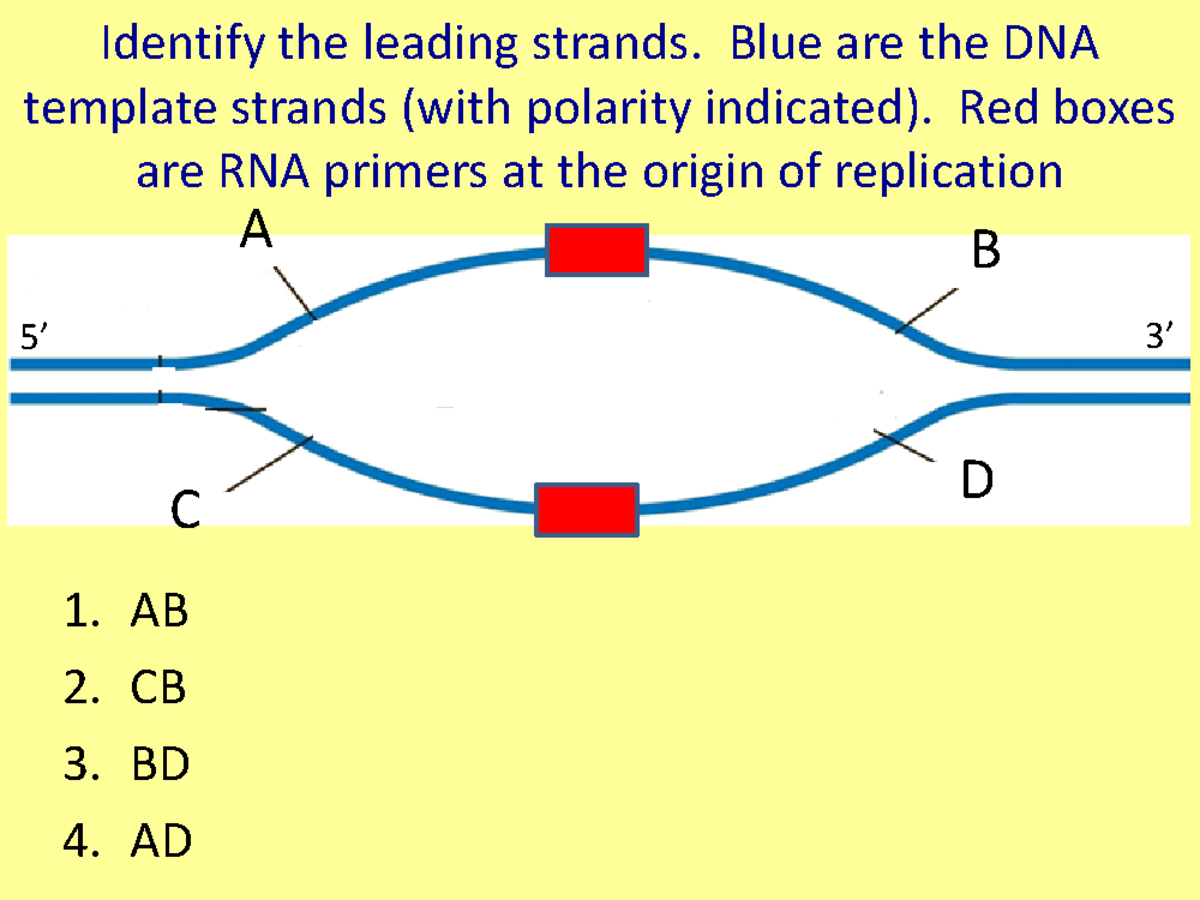 Lecture notes - clickers - Identify the leading strands. Blue are the ...
