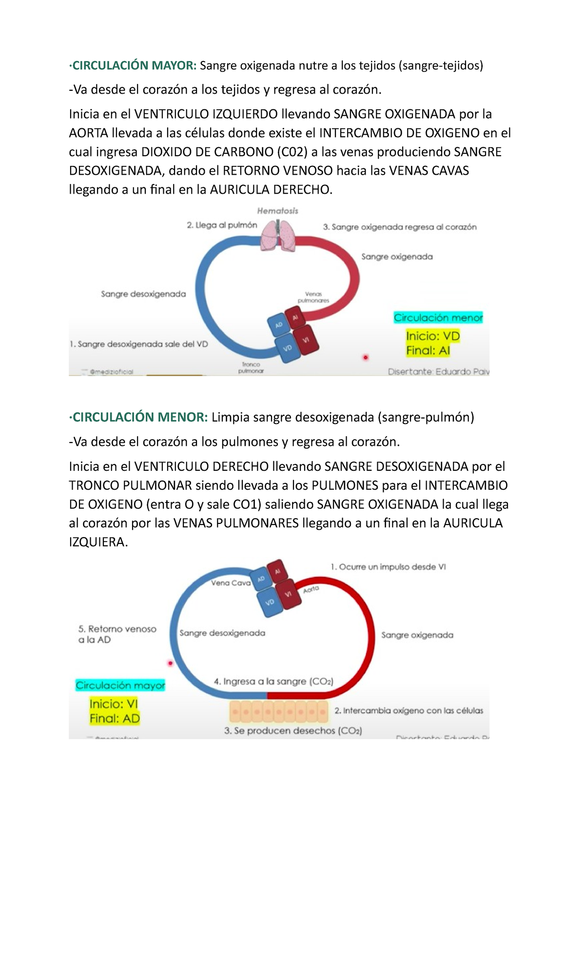 Circulacion - ·CIRCULACIÓN MAYOR: Sangre oxigenada nutre a los tejidos ...