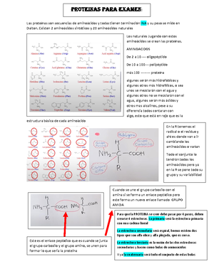 Colesterol (Spinreact) - Colesterol CHOD-POD. Enzimático colorimétrico ...