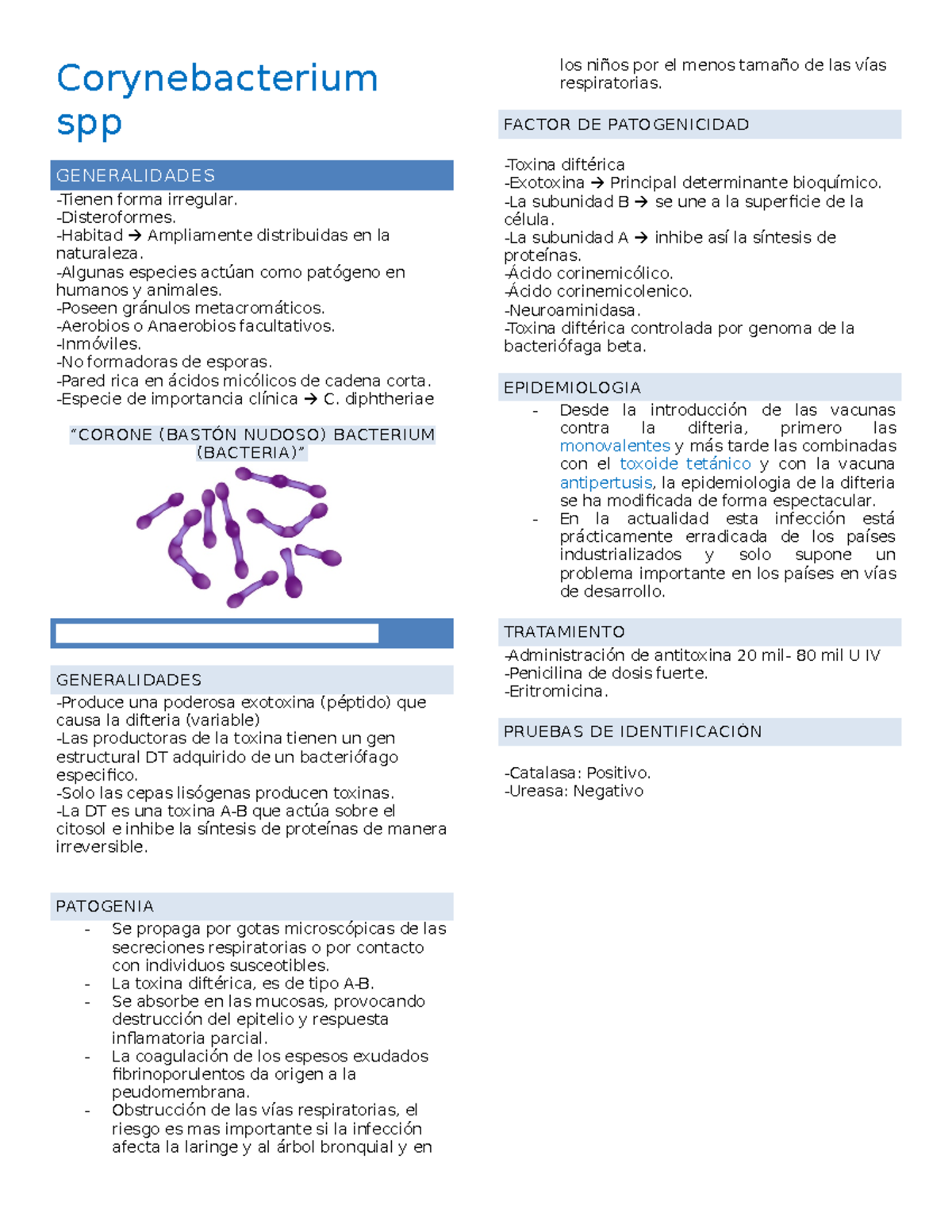 Corynebacterium diphtheriae - Corynebacterium spp GENERALIDADES -Tienen ...