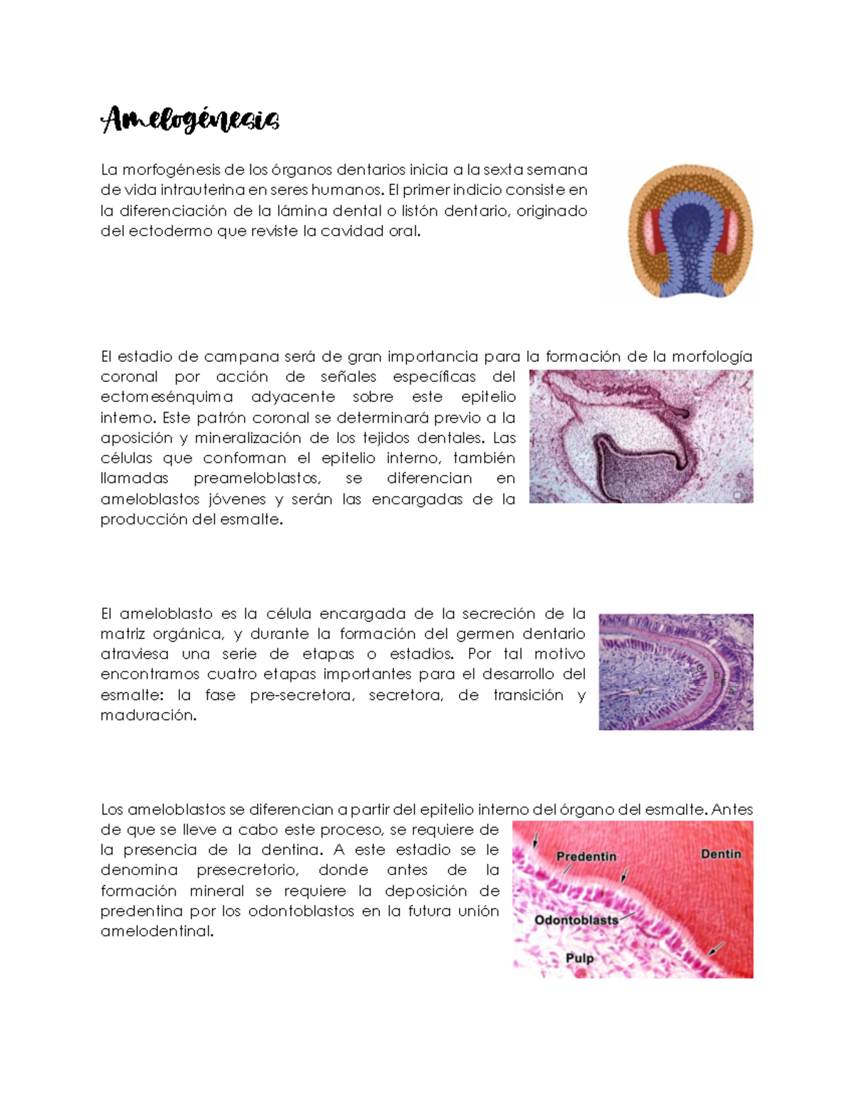 Odontogenesis La morfogénesis de los órganos dentarios inicia a la ...
