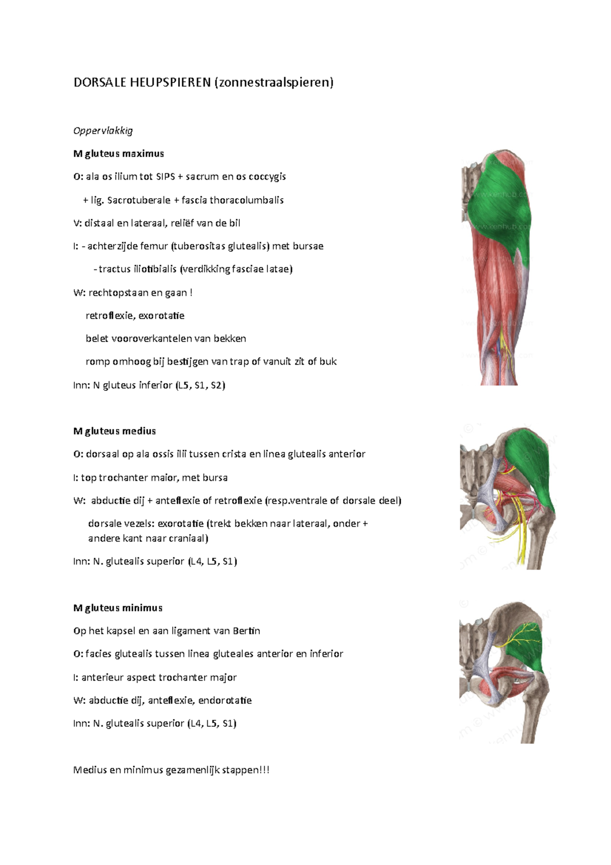 Anatomie spieren (OL) - professor Kerckaert 1ste bach revaki - DORSALE ...