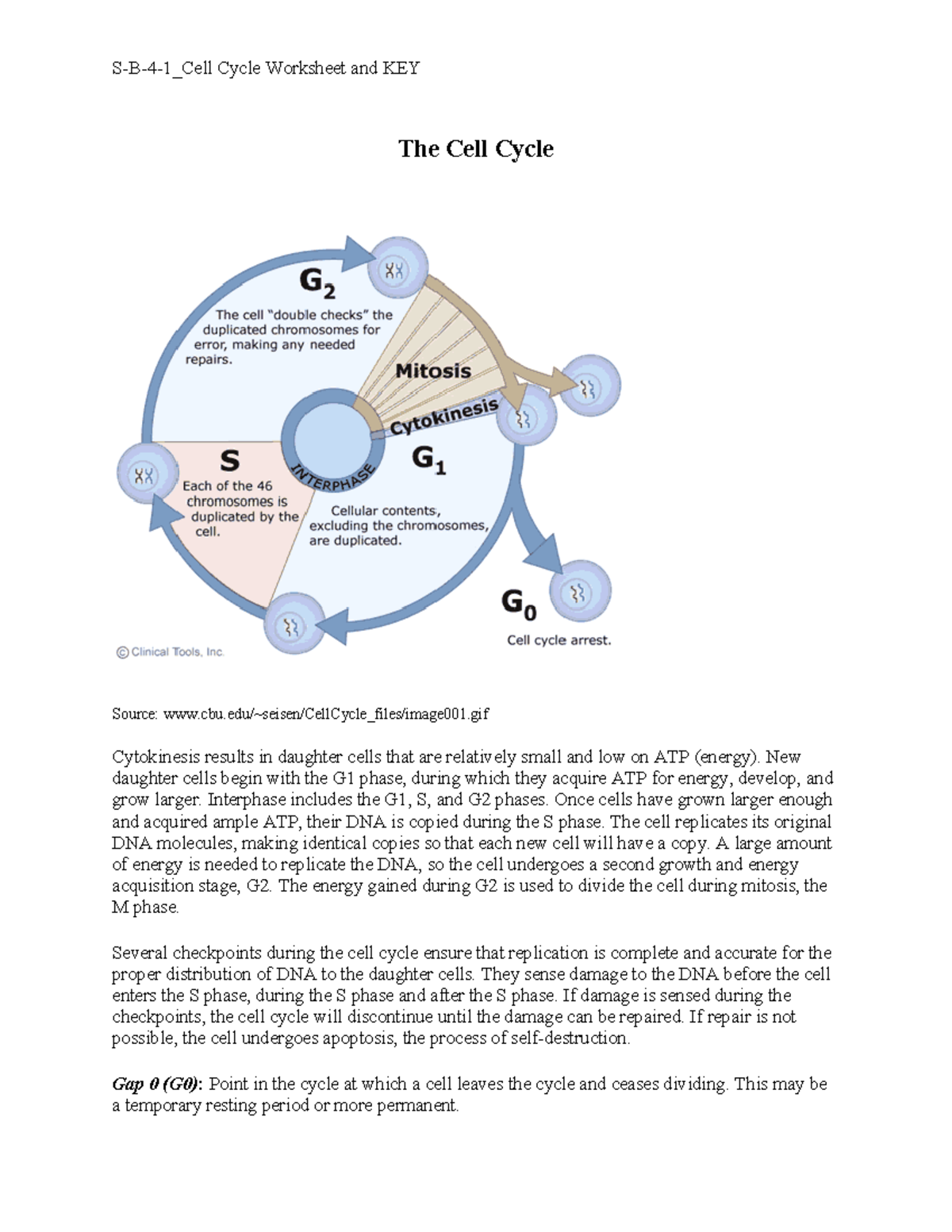 S-B-4-1 Cell Cycle Worksheet and KEY - S-B-4-1_Cell Cycle Worksheet and ...
