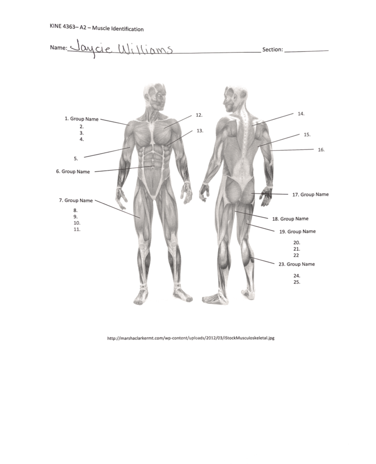 Muscle-Bone-Heart - Muscle, Bone, and Heart Identification Assignment ...