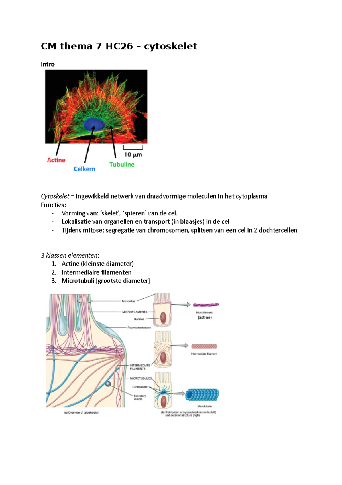 CM thema 7 HC26 - CM thema 7 HC26 – cytoskelet Intro Cytoskelet ...