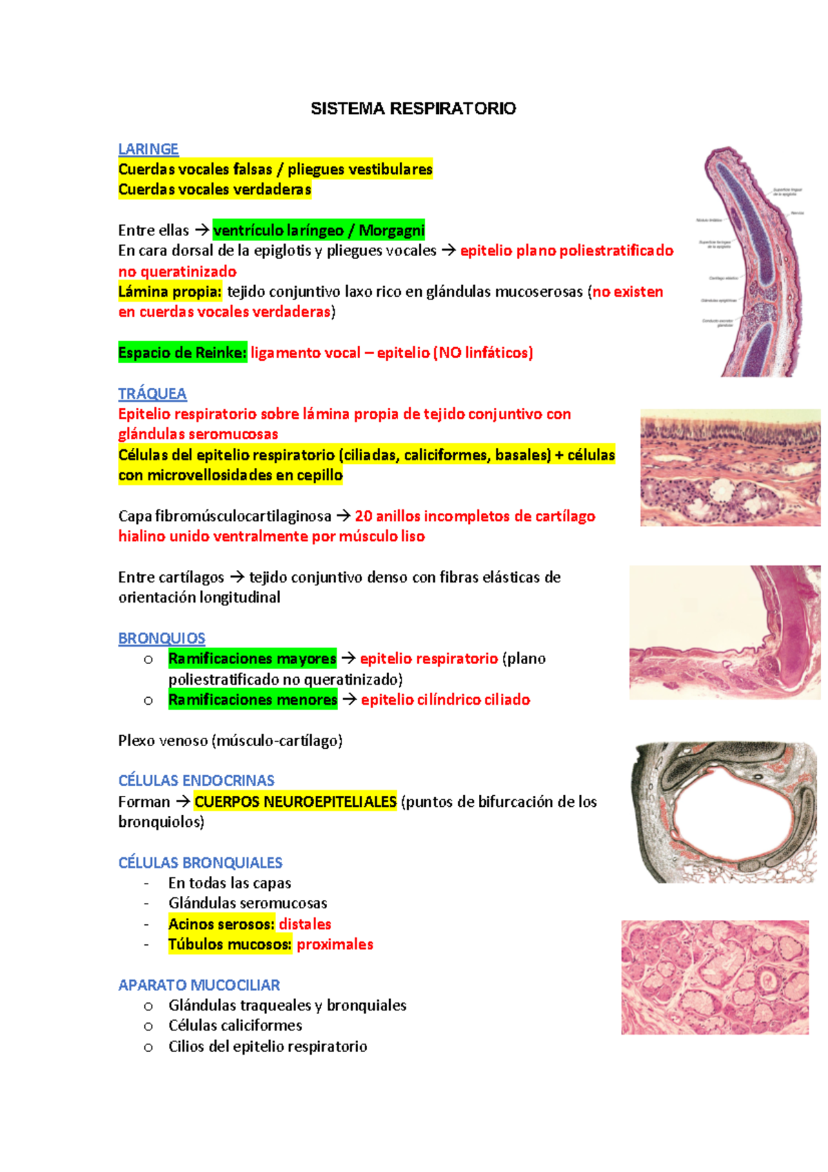 Sistema Respiratorio - Warning: TT: undefined function: 32 SISTEMA RESPIRATORIO LARINGE Cuerdas ...
