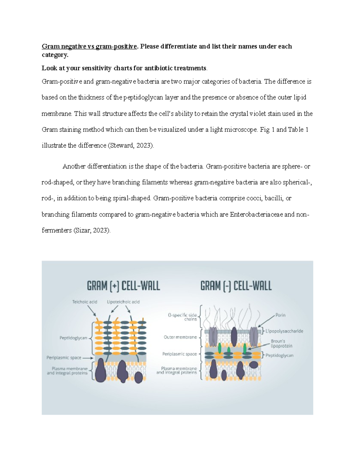 Gram-negative vs gram positive - Please differentiate and list their ...