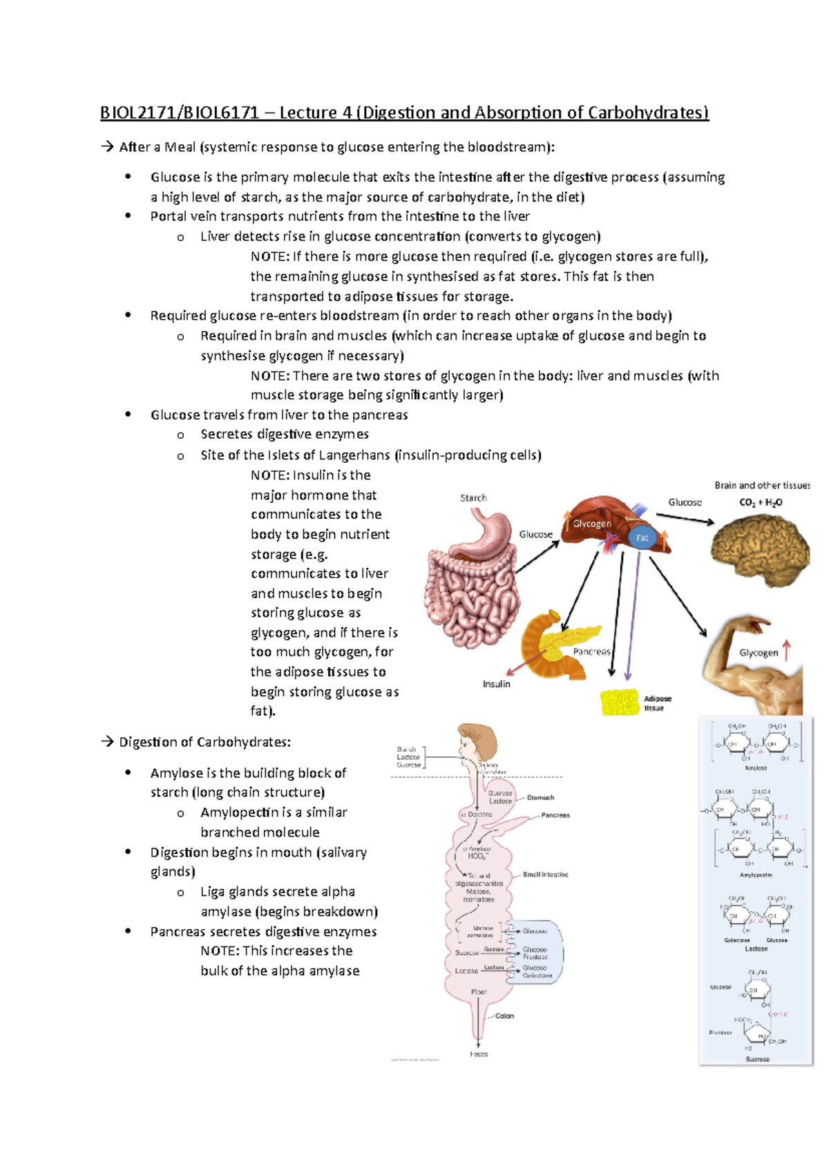 Digestion and Absorption of Carbohydrates - Studocu