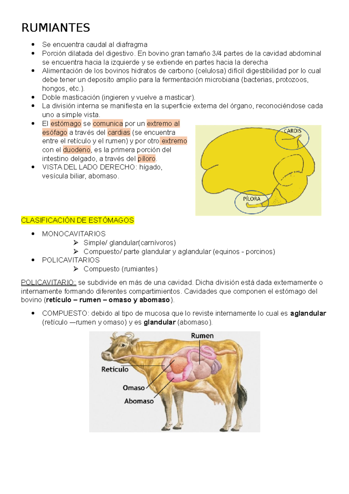 Resumen de los videos 4 y 5 sobre Rumiantes - Anatomia Veterinaria 2 ...