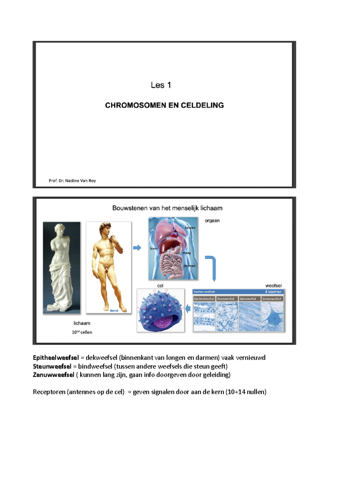 Les1 erfelijkheidsleer 27-09-2021 - Epitheelweefsel = dekweefsel ...