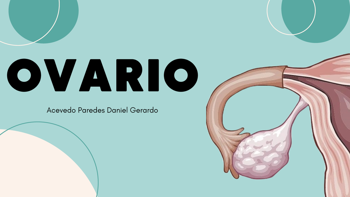 Histología Ovarioo - Acevedo Paredes Daniel Gerardo OVARIO ...