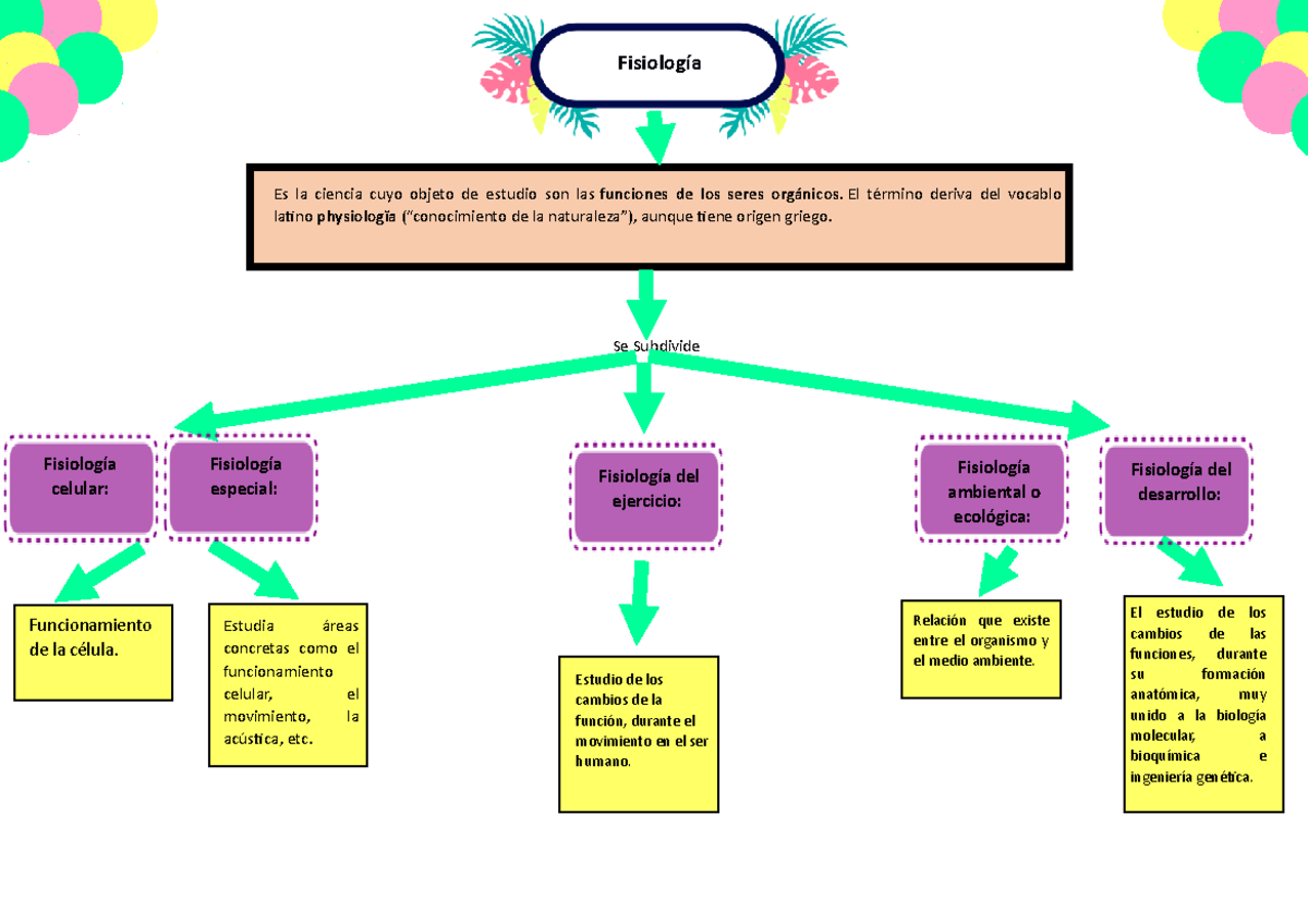 Mapa conceptual Fisiologia - Se Subdivide Es la ciencia cuyo objeto de ...