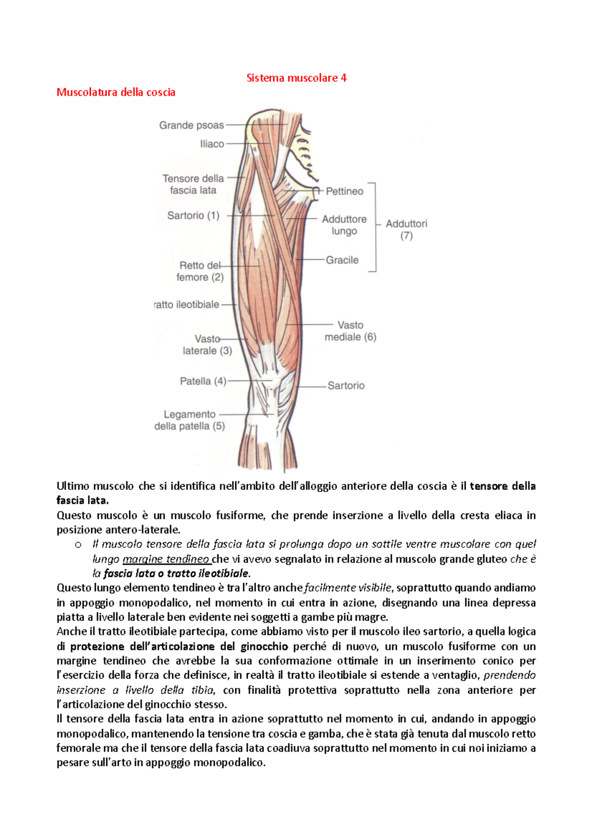 Sistema muscolare 4 - Questo muscolo è un muscolo fusiforme, che prende ...