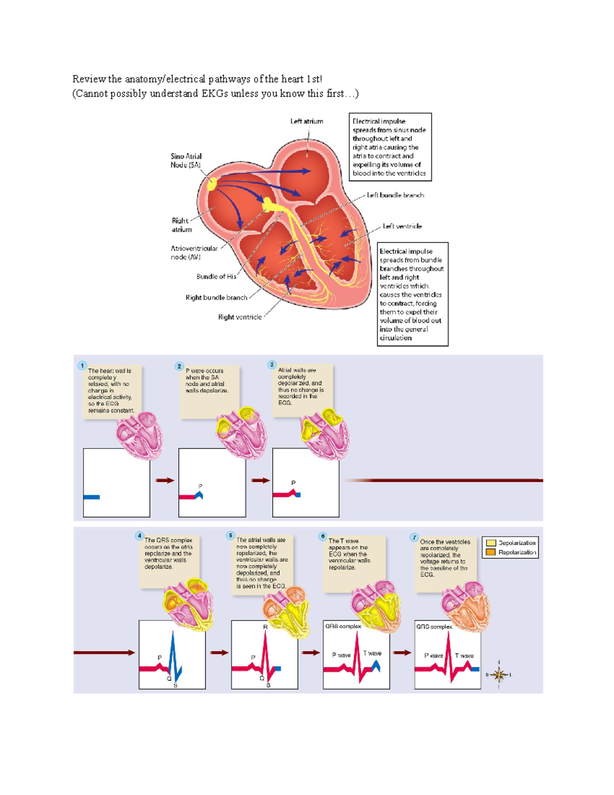 Arrhythmias - Review the anatomy/electrical pathways of the heart 1st ...