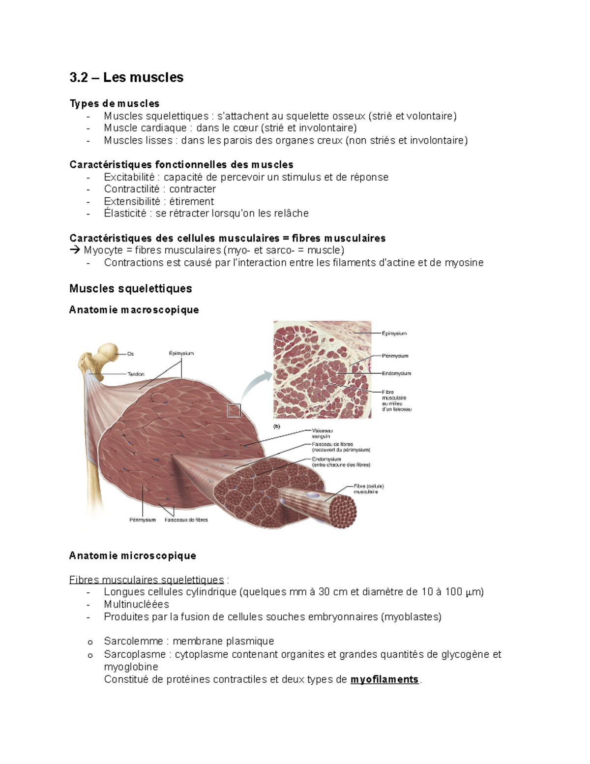 ANP05 Midterm 2 Notes - 3 – Les muscles Types de muscles - Muscles ...