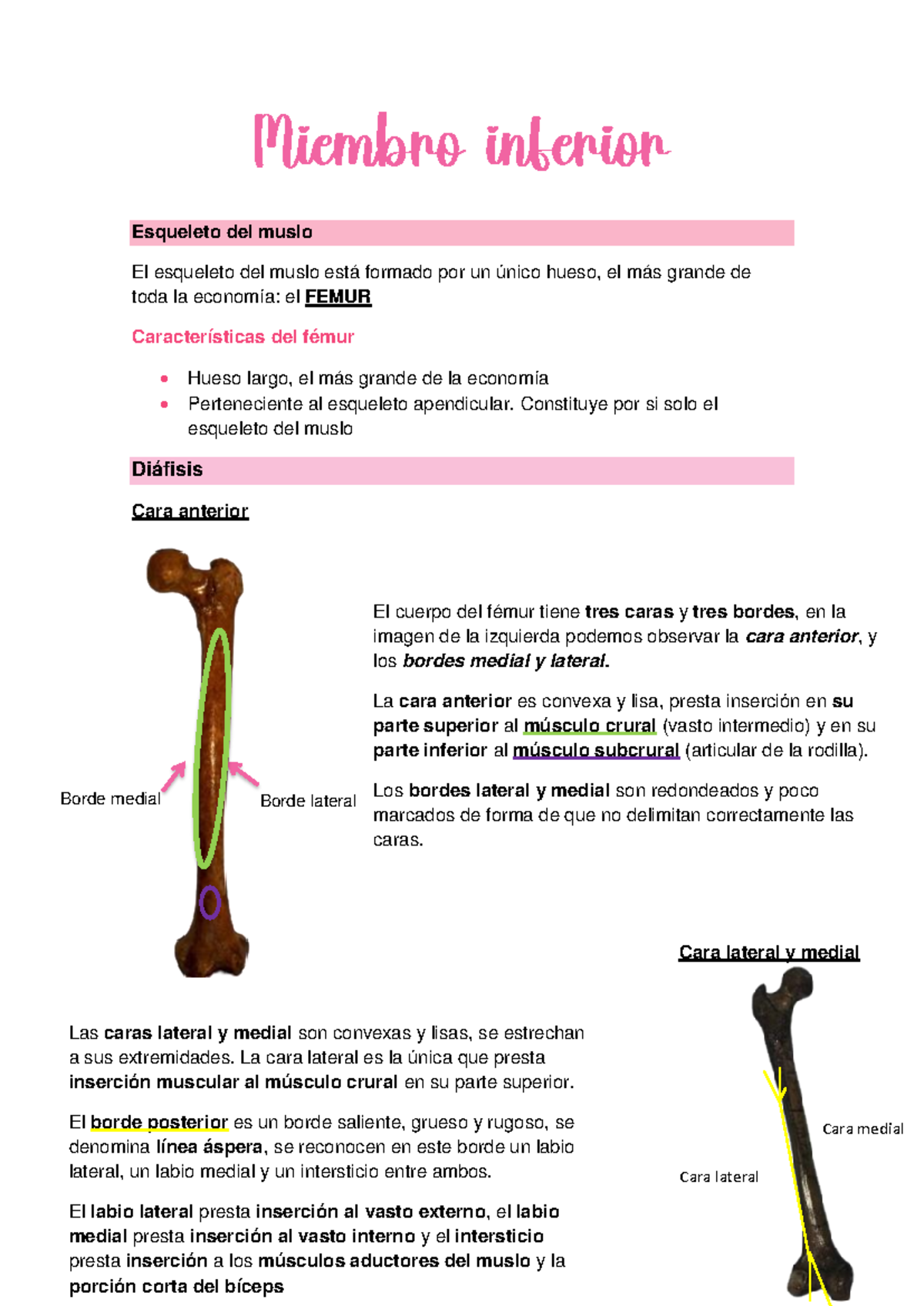 Miembro inferior - Esqueleto del muslo El esqueleto del muslo está ...
