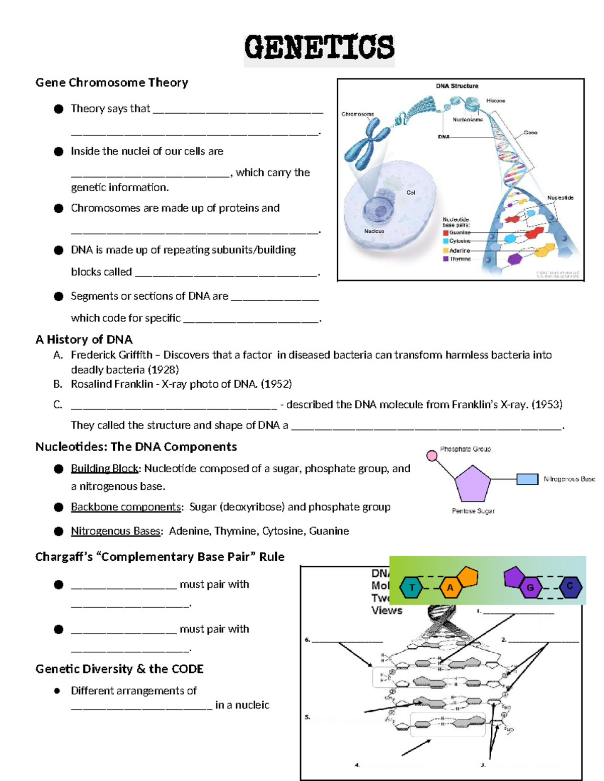 Notes - Genetics - GENETICS Gene Chromosome Theory Theory says that