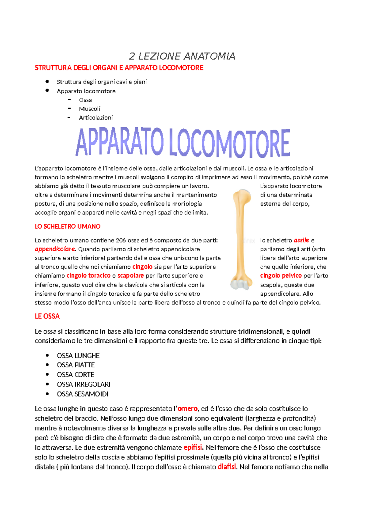 Apparato locomotore - Le ossa e le articolazioni formano lo scheletro mentre i muscoli svolgono ...