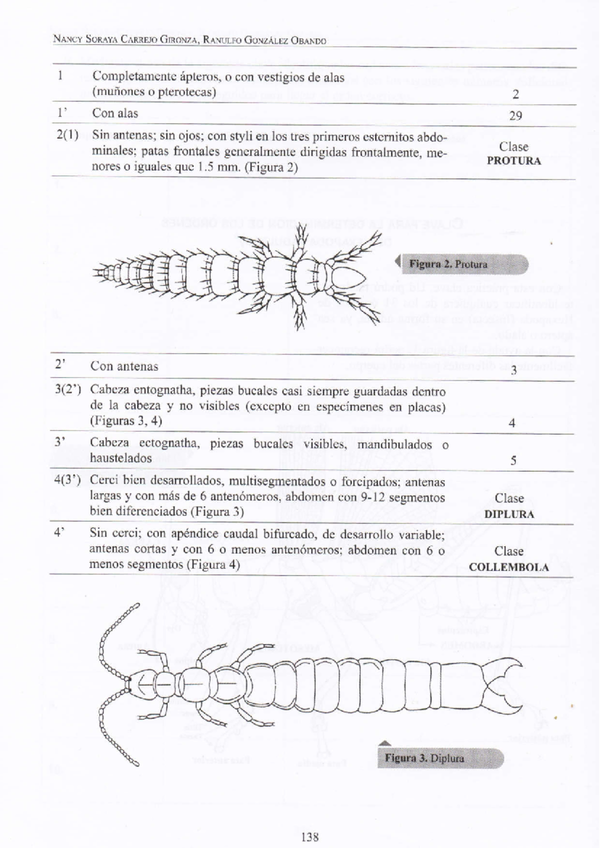 Clave dicotomica ordenes de insectos - Laboratorio Zoología I ...