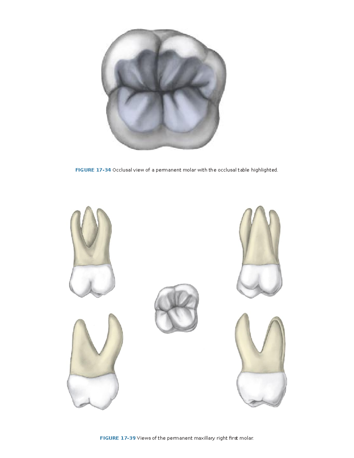 Max -Mand Mollars Pics - notes - FIGURE 17-34 Occlusal view of a ...