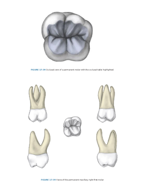 Chapt er 17 Permanent Posterior Teeth - Permanent Posterior Teeth ...