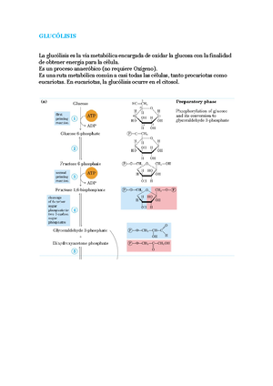 Estructura de la Membrana Alberts - Estructura de la Membrana Capítulo ...