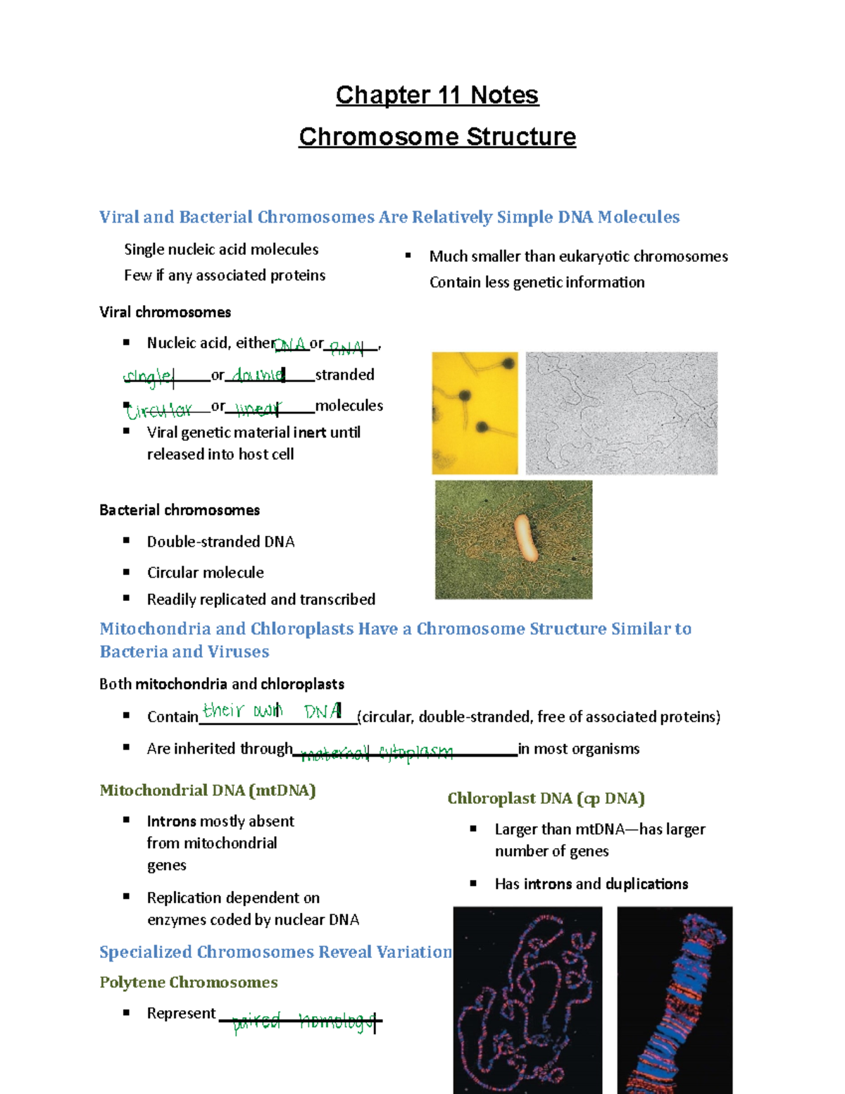 Chapter 11 Notes - Chromosome Structure - Chapter 11 Notes Chromosome ...