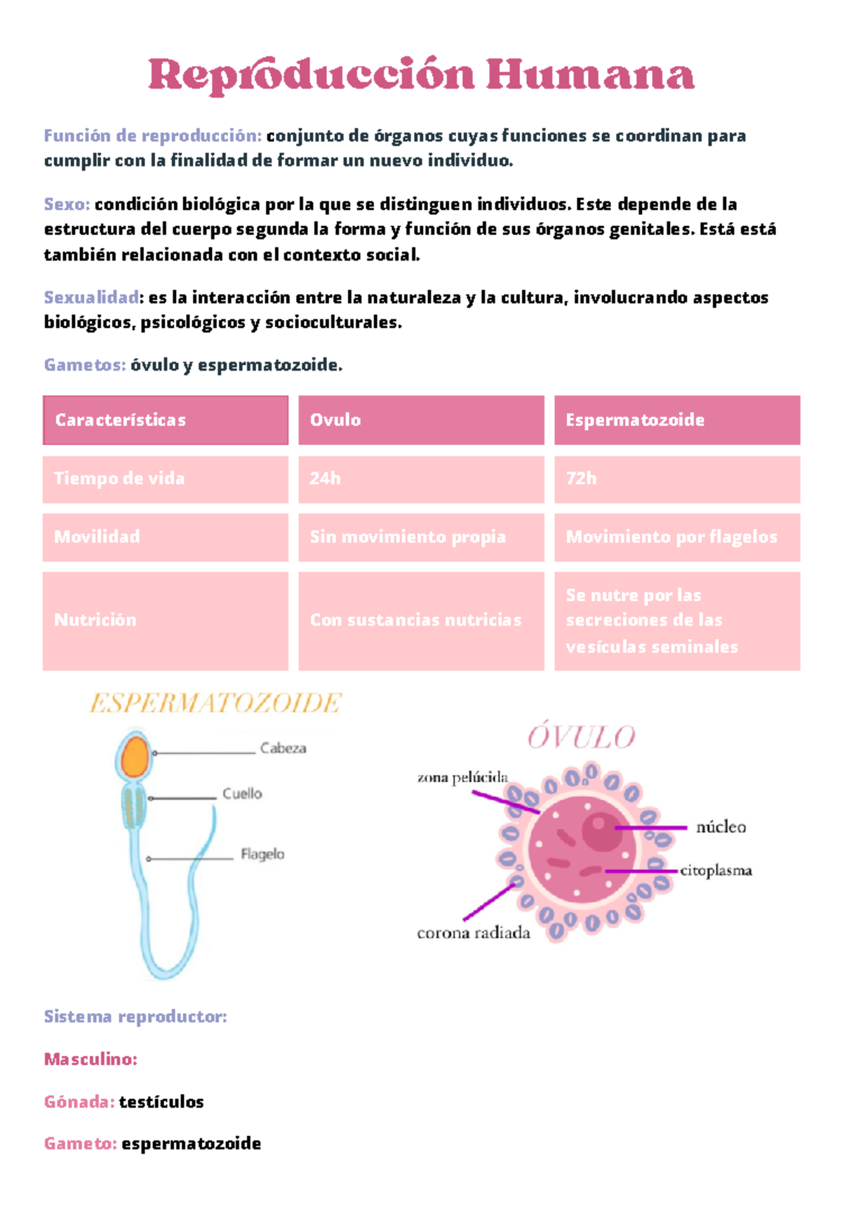 Reproducción Humana - Rep ducción Humana Función de reproducción ...