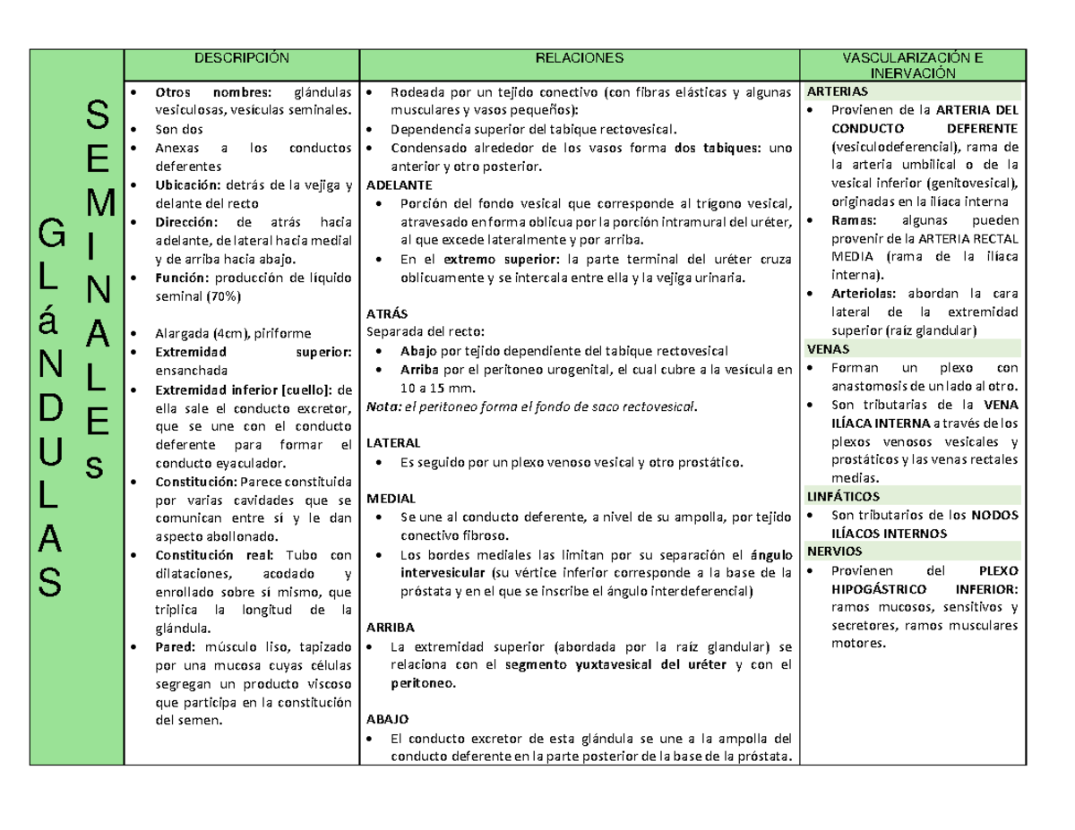Glándulas Seminales Y G. Bulbouretrales descripción anatómica ...