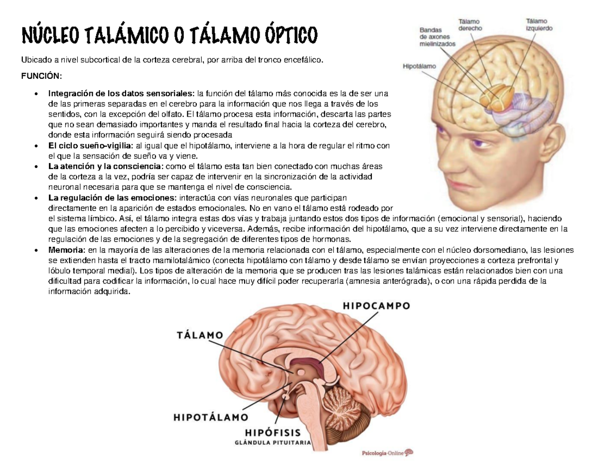 Talamo hipotalamo y sistema limbico comisión dos año 1984 - Ubicado a ...