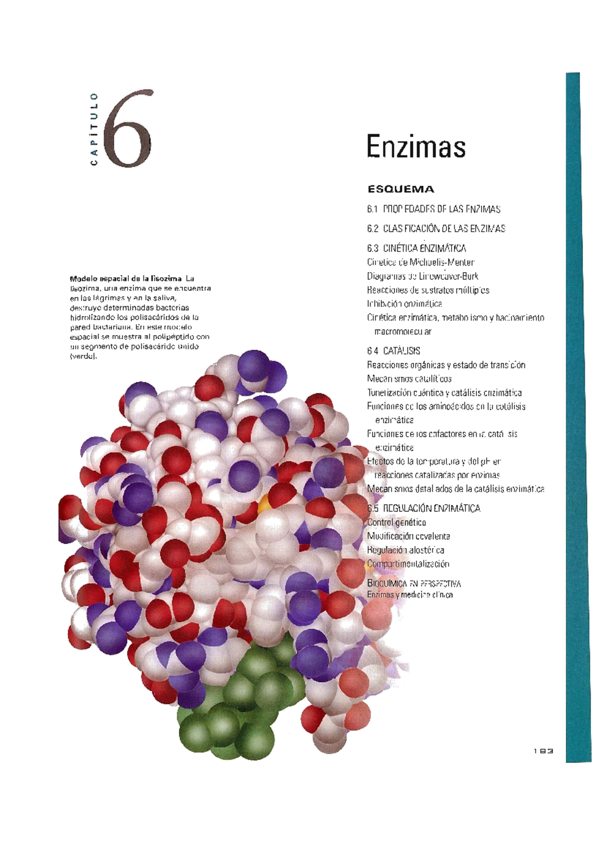 Enzimas biologia molecular - Modelo espacial de la lisozima La lisozima ...