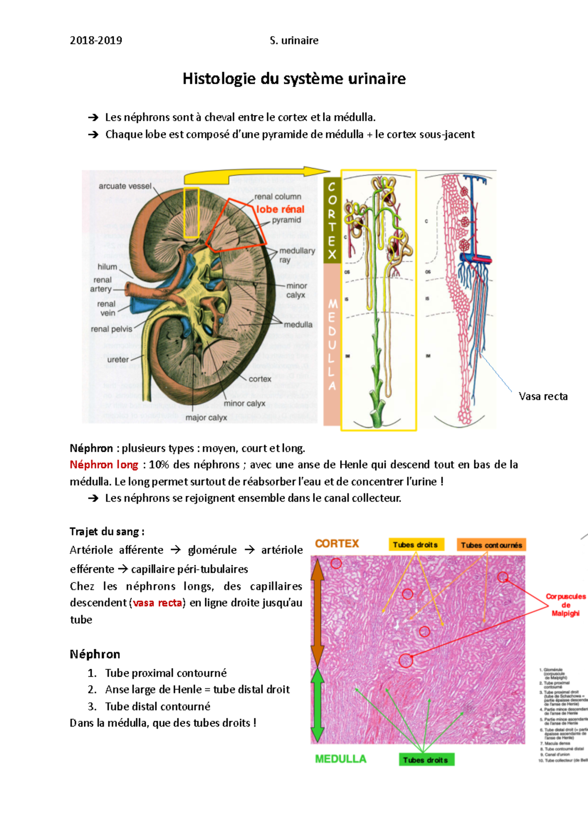 H) histo urinaire - Warning: TT: undefined function: 32 Histologie du système urinaire Les - Studocu