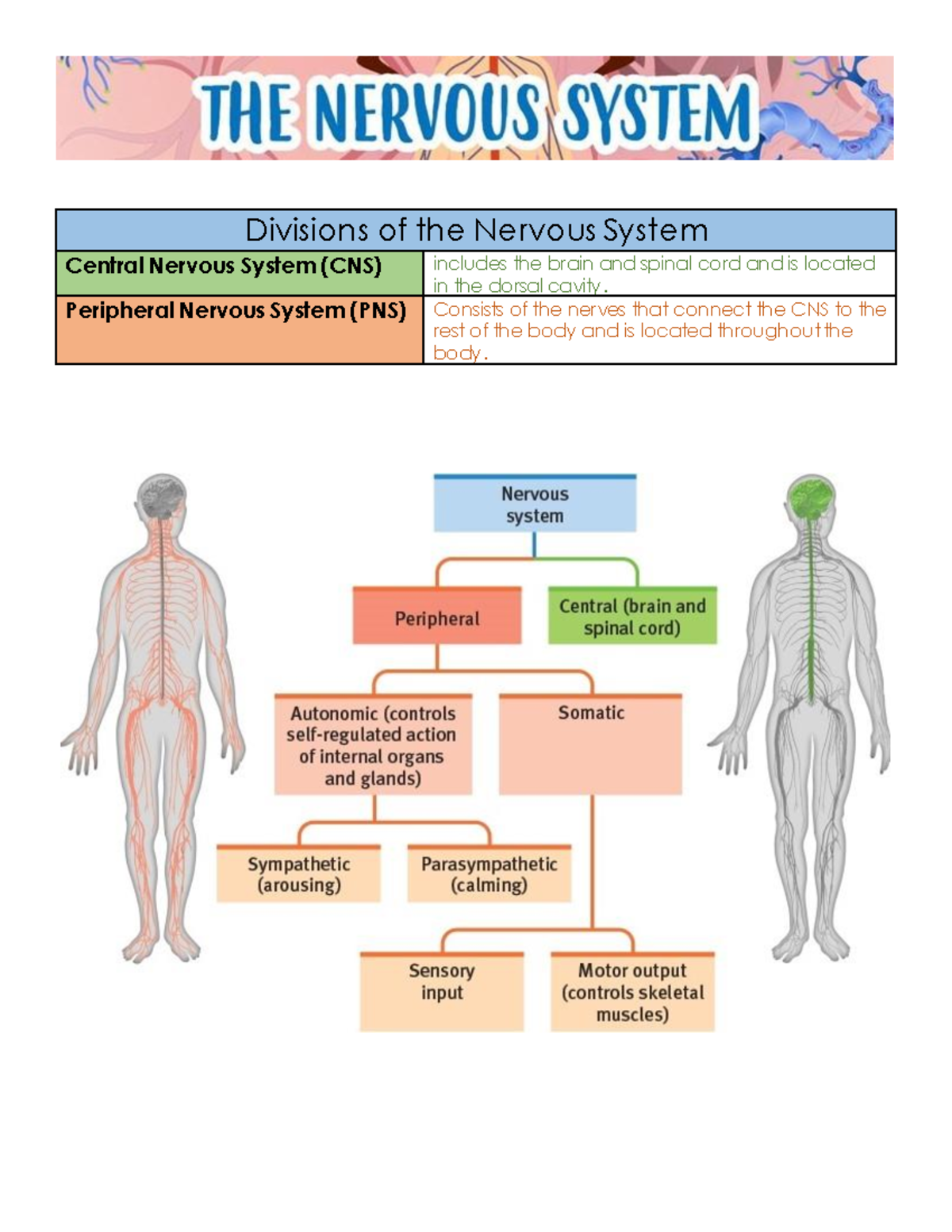 Nervous System Guide 2 Divisions Of The Nervous System Central