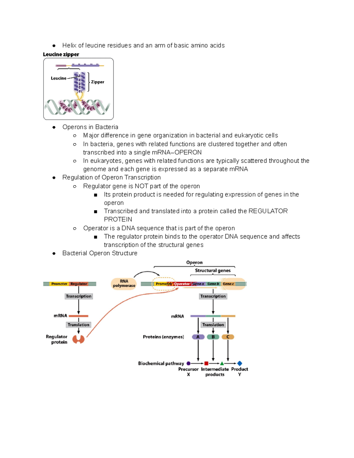 Genetics Chapter 16 Part 2 - Helix of leucine residues and an arm of ...