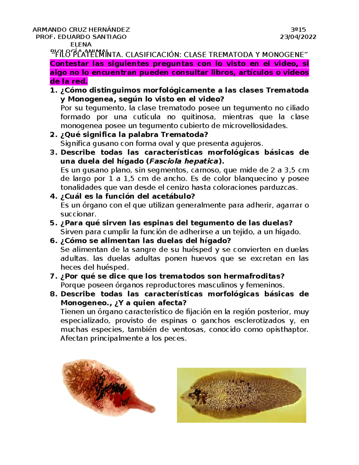 Tarea 9. Filo Platelminta. Clasificación. Clase Trematoda y Monogene ...