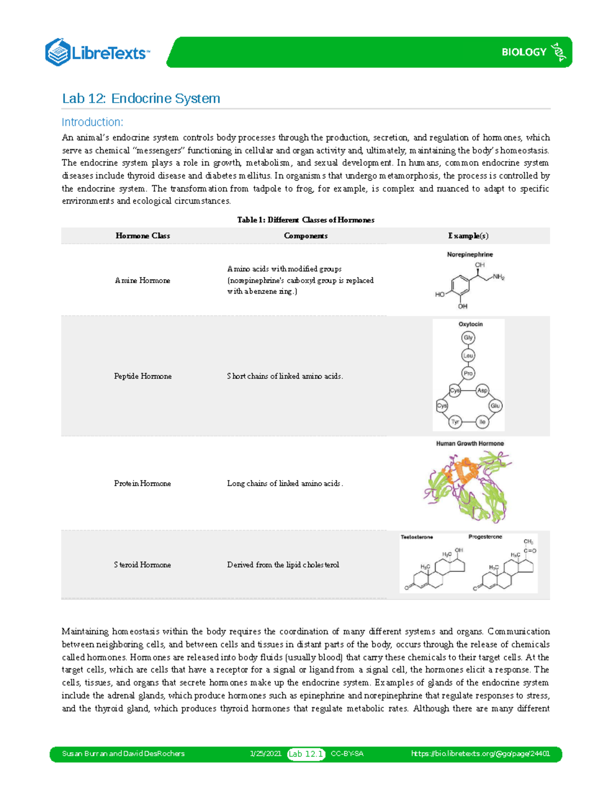 Lab 12 Endocrine System - Lab 12: Endocrine System Introduction: An ...