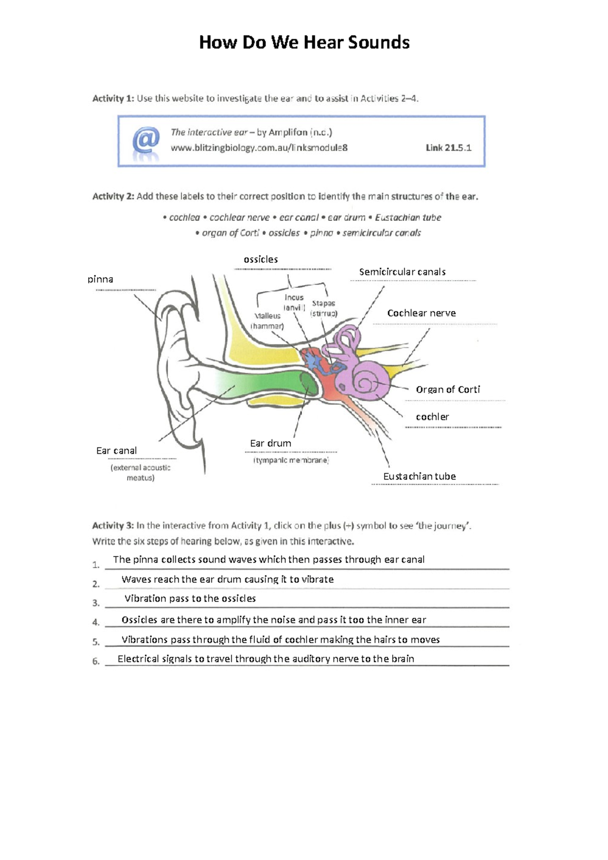 How We Hear Sounds - How Do We Hear Sounds Eustachian tube Semicircular ...