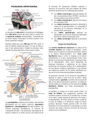 Infografía Endocrinología HL - ENDOCRINOLOGÍA DEFINICIÓN Ciencia que ...