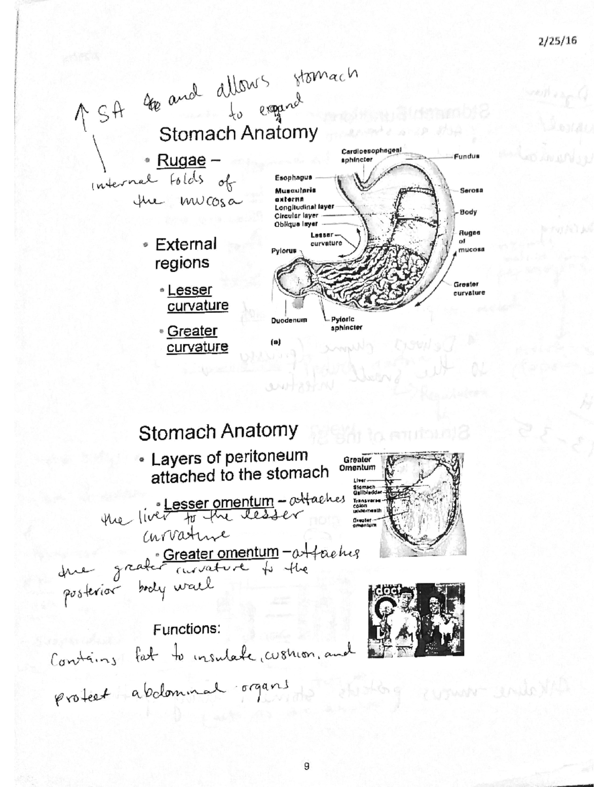 the digestive system - Stomach Anatomy Rugae -— Mam/L Patch ”(Y JANL ...
