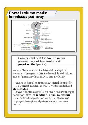 BEST upper motor neurons - Upper Motor Neurons: o Structure: Upper ...