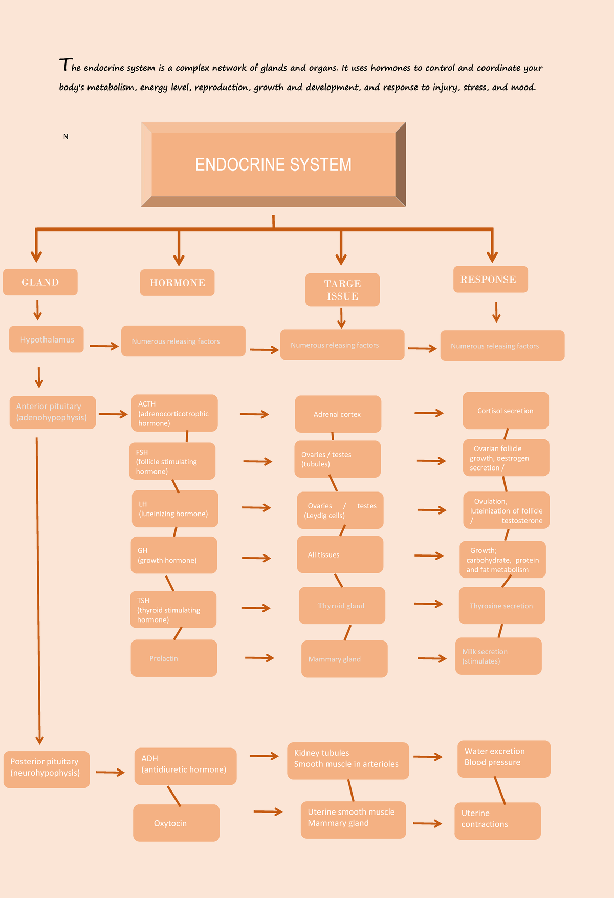 The endocrine - It uses hormones to control and coordinate your body's ...