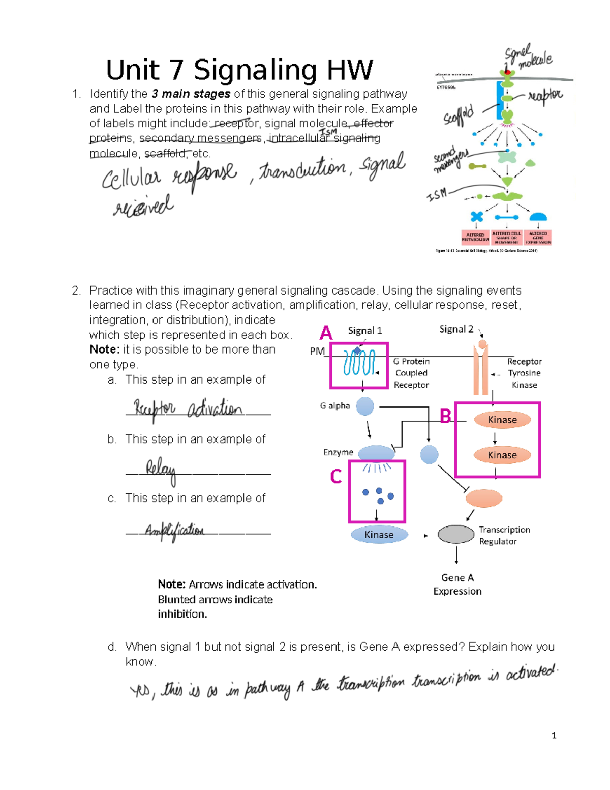 Unit 7 - Signaling Homework - Tagged - Unit 7 Signaling HW Identify the ...