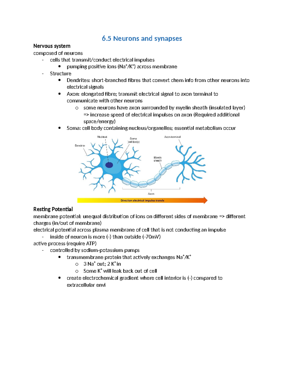 6.5 Neuron and Synapse - 6 Neurons and synapses Nervous system composed of neurons - cells that ...