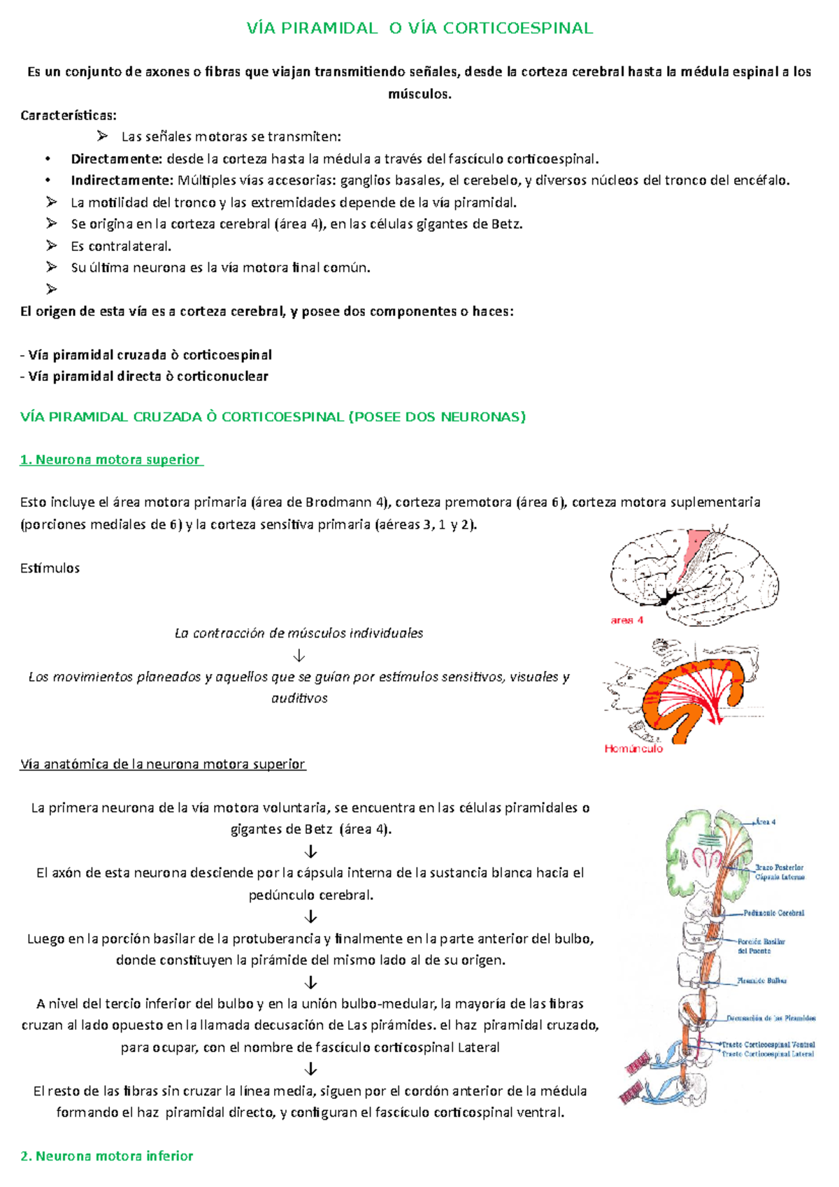 VÍA- Piramidal - VÍA PIRAMIDAL O VÍA CORTICOESPINAL Es un conjunto de ...