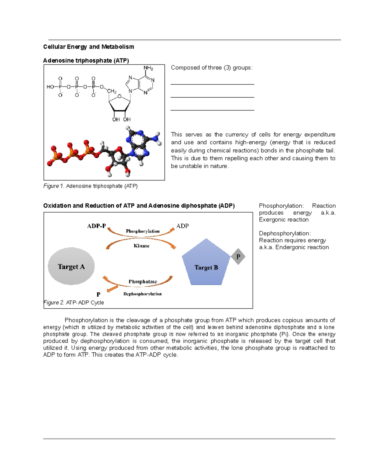 Cellular Energy and Metabolism - Cellular Energy and Metabolism ...