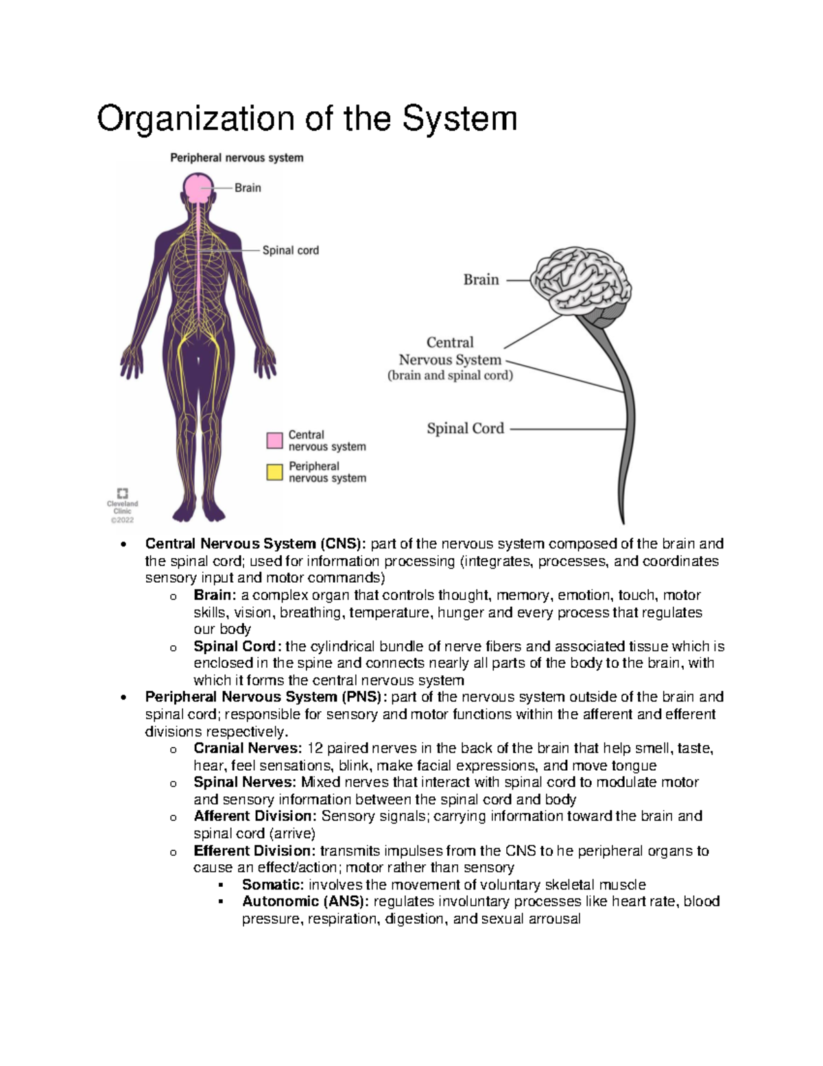 Lab Lecture 5 - Neuron and Brain Intro - Organization of the System ...
